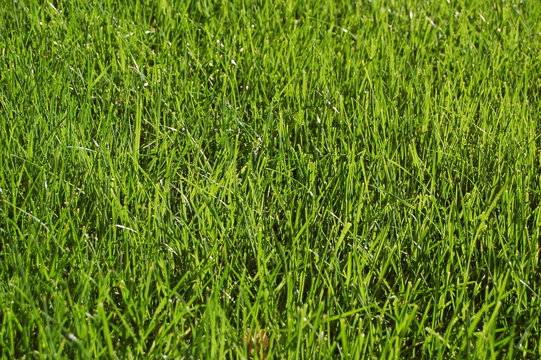 Graspollen Bilder – Durchsuchen 5,326 Archivfotos, Vektorgrafiken und ...