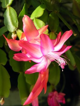 Amaranthine-Flower Images – Browse 2 Stock Photos, Vectors, and Video ...