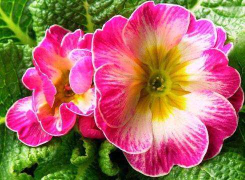 Amaranthine Images – Browse 2,011 Stock Photos, Vectors, and Video ...