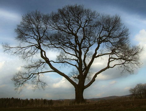 รูปภาพ"Baum – เลือกดูภาพถ่ายสต็อก เวกเตอร์ และวิดีโอ1,634,852 | Adobe Stock