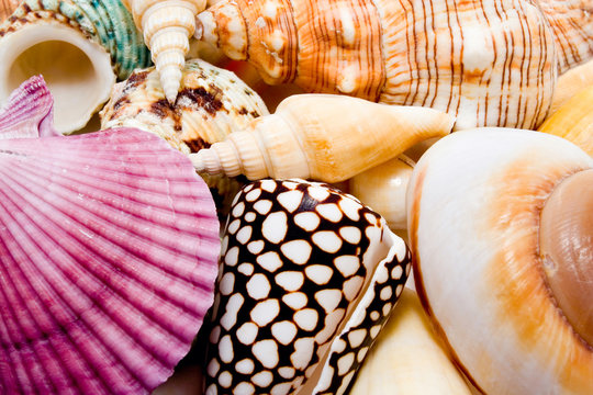 「Sheels」の写真素材 | 175件の無料イラスト画像 | Adobe Stock