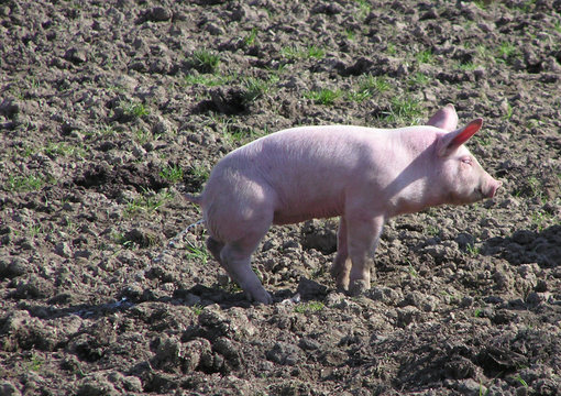 รูปภาพCochonnaille – เลือกดูภาพถ่ายสต็อก เวกเตอร์ และวิดีโอ276 | Adobe ...