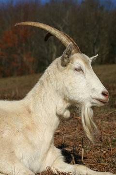 Scapegoat Images – Browse 723 Stock Photos, Vectors, and Video | Adobe ...