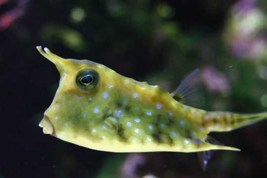 「Kofferfisch」の写真素材 | 207件の無料イラスト画像 | Adobe Stock