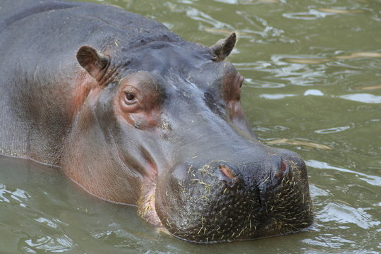 Imagens de Hipopotamo – Explore Fotografias do Stock, Vetores e Vídeos ...