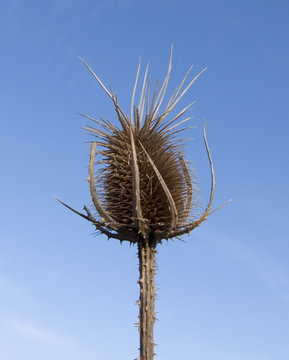 รูปภาพPrickle – เลือกดูภาพถ่ายสต็อก เวกเตอร์ และวิดีโอ660,677 | Adobe Stock