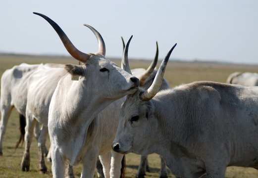 Csaba Balasi photos, images, assets | Adobe Stock