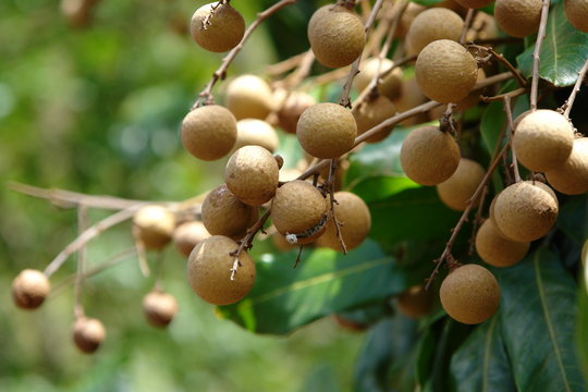 「Longani」の写真素材 | 67件の無料イラスト画像 | Adobe Stock