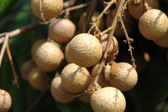 Longani Bilder – Durchsuchen 67 Archivfotos, Vektorgrafiken und Videos ...