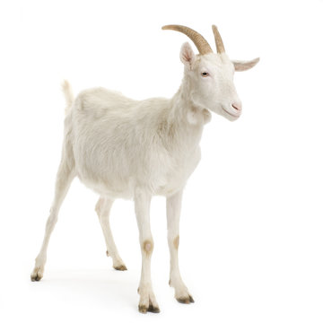 Cabri Images – Browse 10 Stock Photos, Vectors, and Video | Adobe Stock