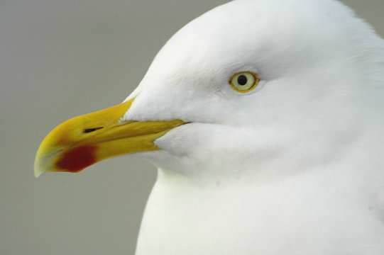 Schleswig-Hostein Bilder – Durchsuchen 100 Archivfotos, Vektorgrafiken ...