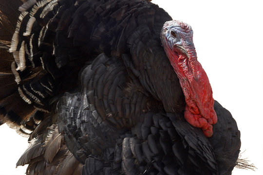 Imágenes de Dindon: descubre bancos de fotos, ilustraciones, vectores y ...