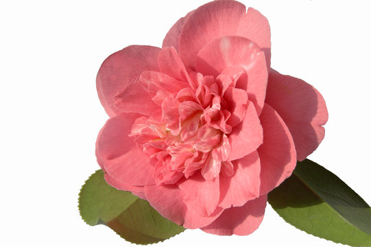 Camellia Images – Browse 38,881 Stock Photos, Vectors, and Video ...