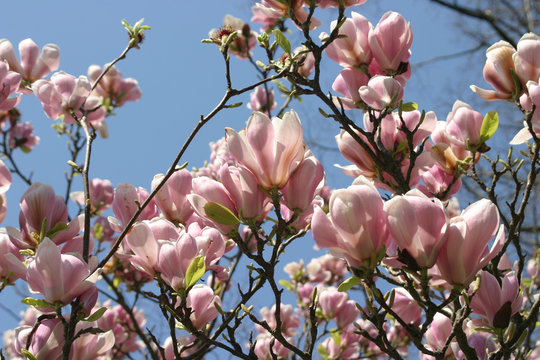 Magnolienbaum Images – Browse 1,802 Stock Photos, Vectors, and Video ...