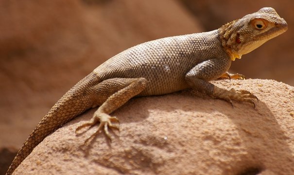 Agame Images – Browse 1,946 Stock Photos, Vectors, and Video | Adobe Stock