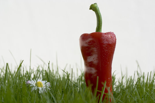 「Genmanipuliert」の画像 - 636 件の Stock 写真、ベクターおよびビデオ | Adobe Stock