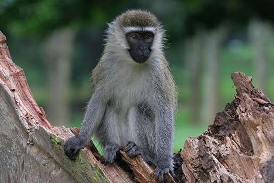 รูปภาพVervet – เลือกดูภาพถ่ายสต็อก เวกเตอร์ และวิดีโอ12,224 | Adobe Stock