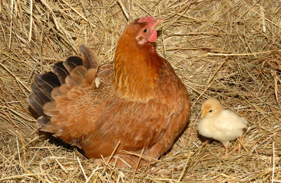 รูปภาพPoussin – เลือกดูภาพถ่ายสต็อก เวกเตอร์ และวิดีโอ7,383 | Adobe Stock