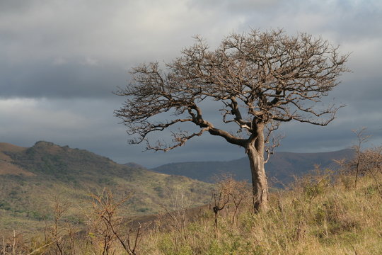 รูปภาพ"Baum – เลือกดูภาพถ่ายสต็อก เวกเตอร์ และวิดีโอ1,588,436 | Adobe Stock