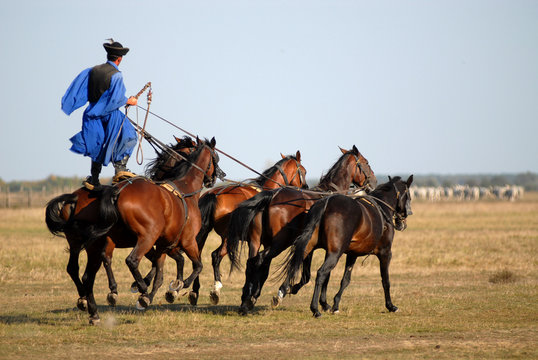 รูปภาพGallop – เลือกดูภาพถ่ายสต็อก เวกเตอร์ และวิดีโอ111,987 | Adobe Stock