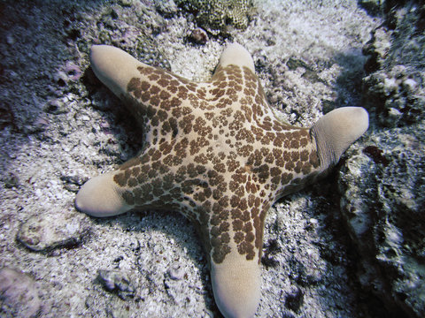 Choriaster Images – Browse 56 Stock Photos, Vectors, and Video | Adobe ...