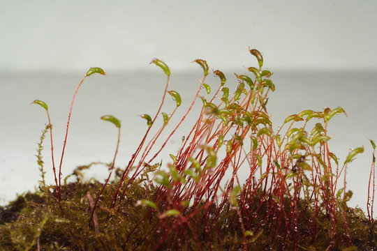 Muscus Bilder – Durchsuchen 66 Archivfotos, Vektorgrafiken und Videos ...