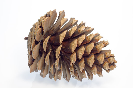 Hutzel-Bilder: Stock-Fotos & -Videos. | Adobe Stock