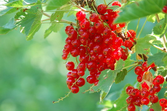 Imágenes de Ribisel: descubre bancos de fotos, ilustraciones, vectores ...