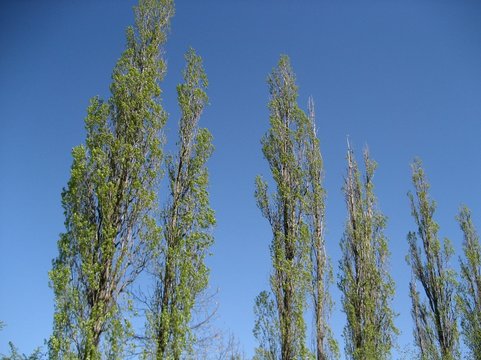 Pappeln bilder – Bläddra bland 897 stockfoton, vektorer och videor ...