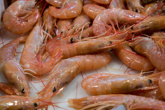 Imágenes de Gambon: descubre bancos de fotos, ilustraciones, vectores y ...