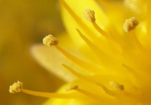 รูปภาพPistilli – เลือกดูภาพถ่ายสต็อก เวกเตอร์ และวิดีโอ1,417 | Adobe Stock