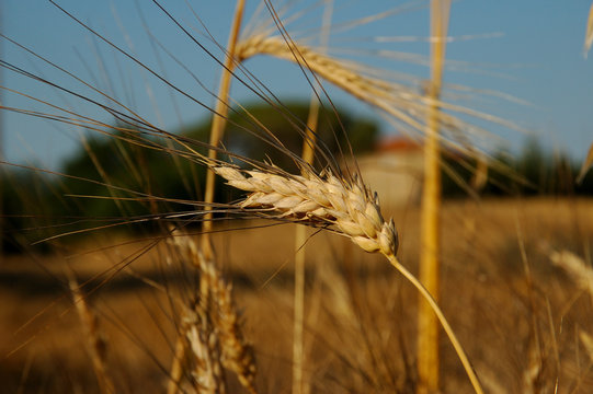 "Spiga Di Grano" Images – Browse 519 Stock Photos, Vectors, and Video ...