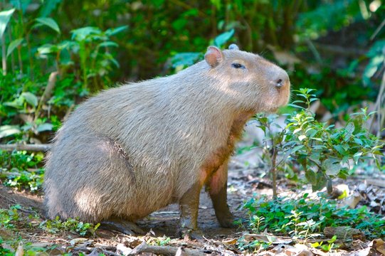 Capibar Images – Browse 4 Stock Photos, Vectors, and Video | Adobe Stock