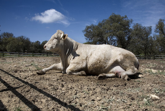 รูปภาพRumiar – เลือกดูภาพถ่ายสต็อก เวกเตอร์ และวิดีโอ147 | Adobe Stock