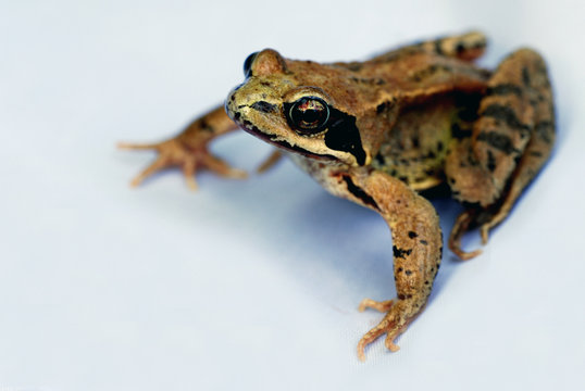 Crapeau Images – Browse 53 Stock Photos, Vectors, and Video | Adobe Stock