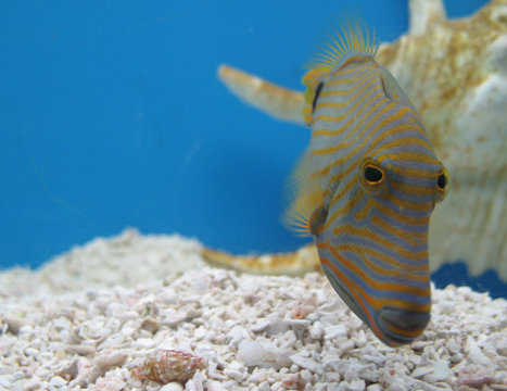 "Trigger Fish" Images – Browse 5,501 Stock Photos, Vectors, and Video ...