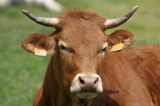 Vache Marron Images – Browse 1,218 Stock Photos, Vectors, and Video ...