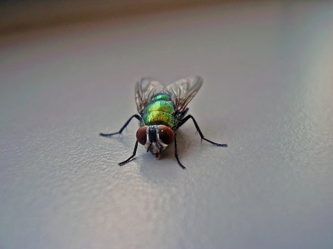 Imágenes de Musca: descubre bancos de fotos, ilustraciones, vectores y ...