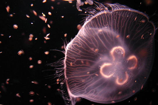 Umbrella Jellyfish Animal