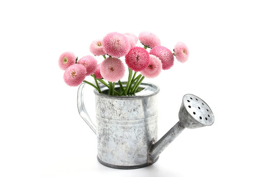 รูปภาพWatering-Can – เลือกดูภาพถ่ายสต็อก เวกเตอร์ และวิดีโอ4,361 ...