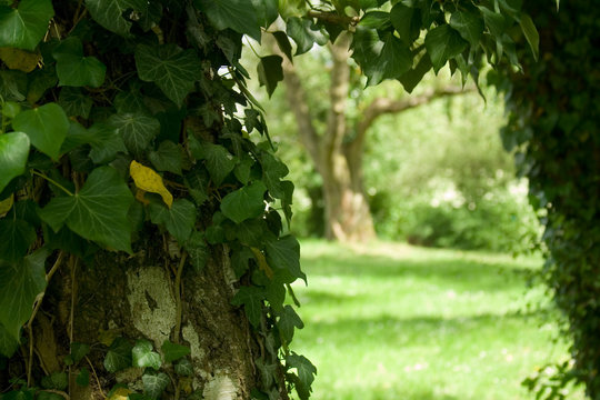 Imágenes de Planze: descubre bancos de fotos, ilustraciones, vectores y ...