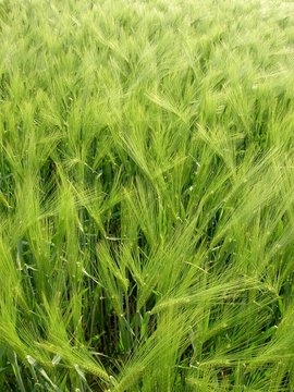 Caryopse bilder – Bläddra bland 42 stockfoton, vektorer och videor ...