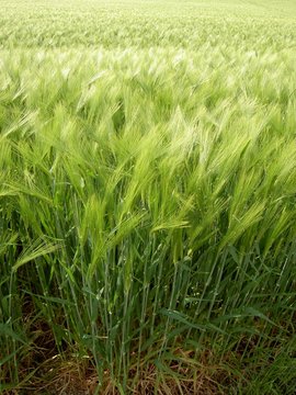 Imagens de Caryopse – Explore Fotografias do Stock, Vetores e Vídeos de ...