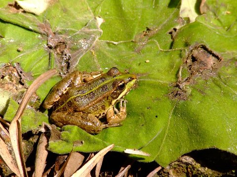 "Sapo Bilder – Durchsuchen 2,494 Archivfotos, Vektorgrafiken und Videos ...