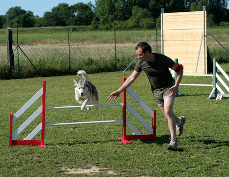 รูปภาพAgility – เลือกดูภาพถ่ายสต็อก เวกเตอร์ และวิดีโอ170,142 | Adobe Stock