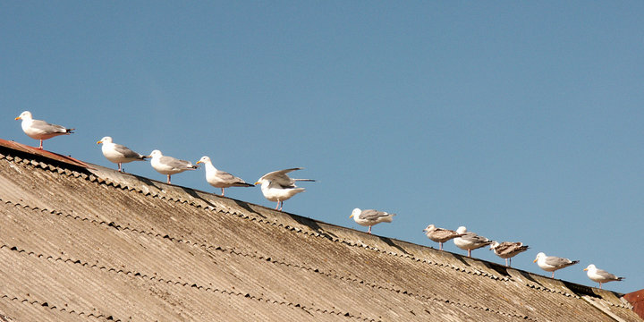 Kropfbildung Bilder – Durchsuchen 193 Archivfotos, Vektorgrafiken und ...