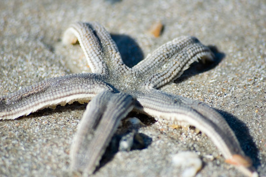 Ralph Petty photos, images, assets | Adobe Stock