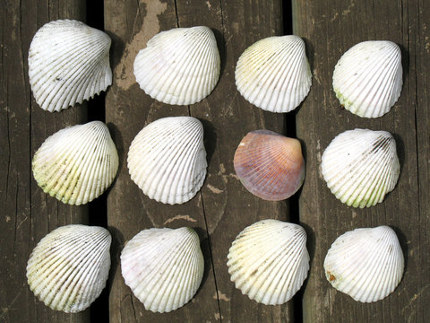 Beachcomb Images – Parcourir 2,775 le catalogue de photos, vecteurs et ...