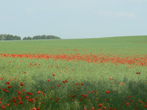431 BEST Mohnblumenwiese IMAGES, STOCK PHOTOS & VECTORS | Adobe Stock
