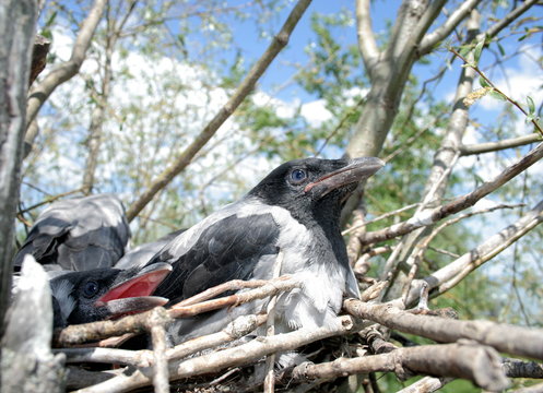 Crows-Nest Images – Browse 35 Stock Photos, Vectors, and Video | Adobe ...